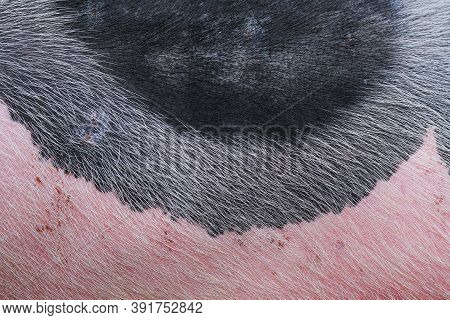 Pig Skin Texture Fur Image & Photo (Free Trial) | Bigstock