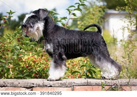 Miniature Schnauzer Image & Photo (Free Trial) | Bigstock