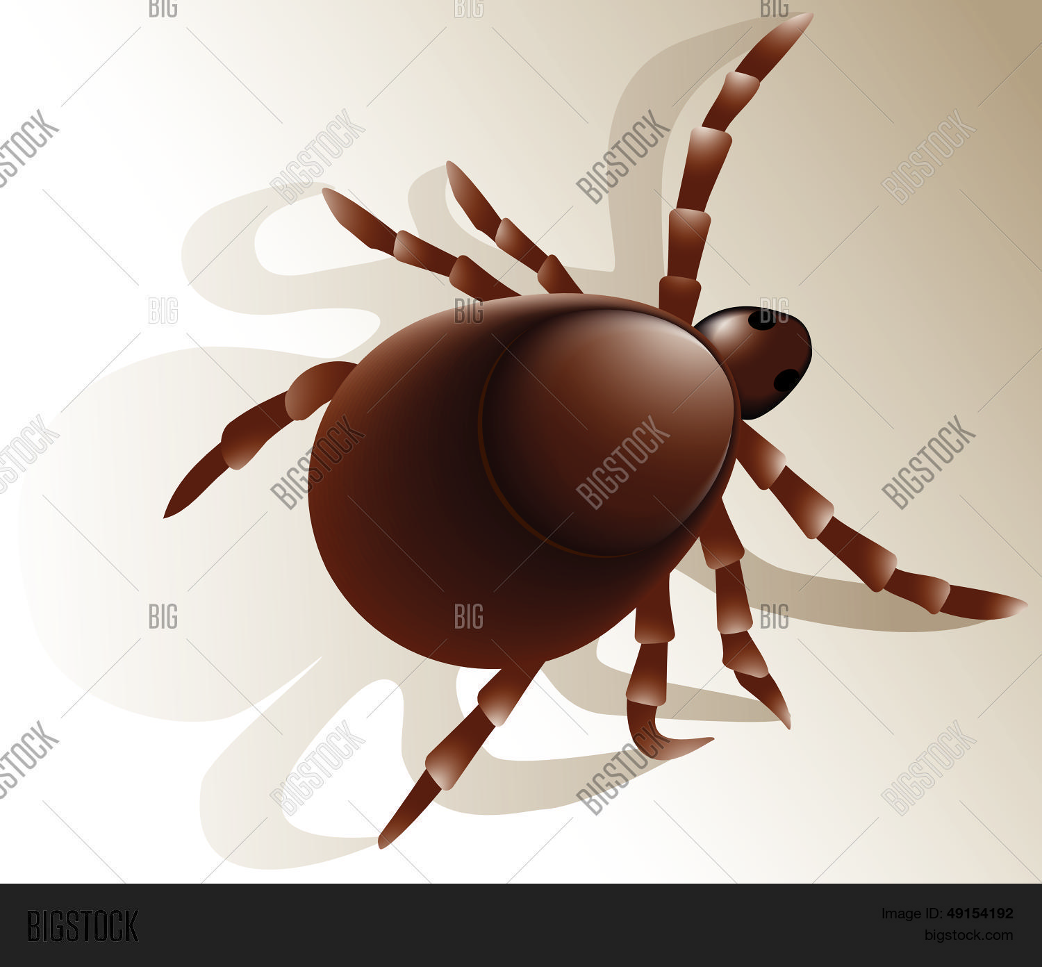 Tick Insect Vector & Photo (Free Trial) | Bigstock