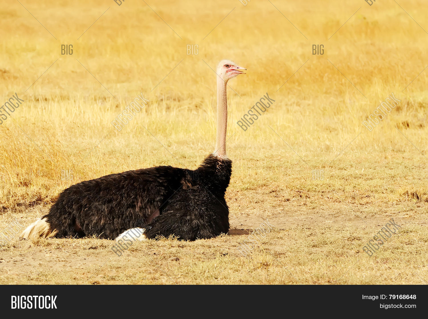African Ostrich ( Image & Photo (Free Trial) | Bigstock