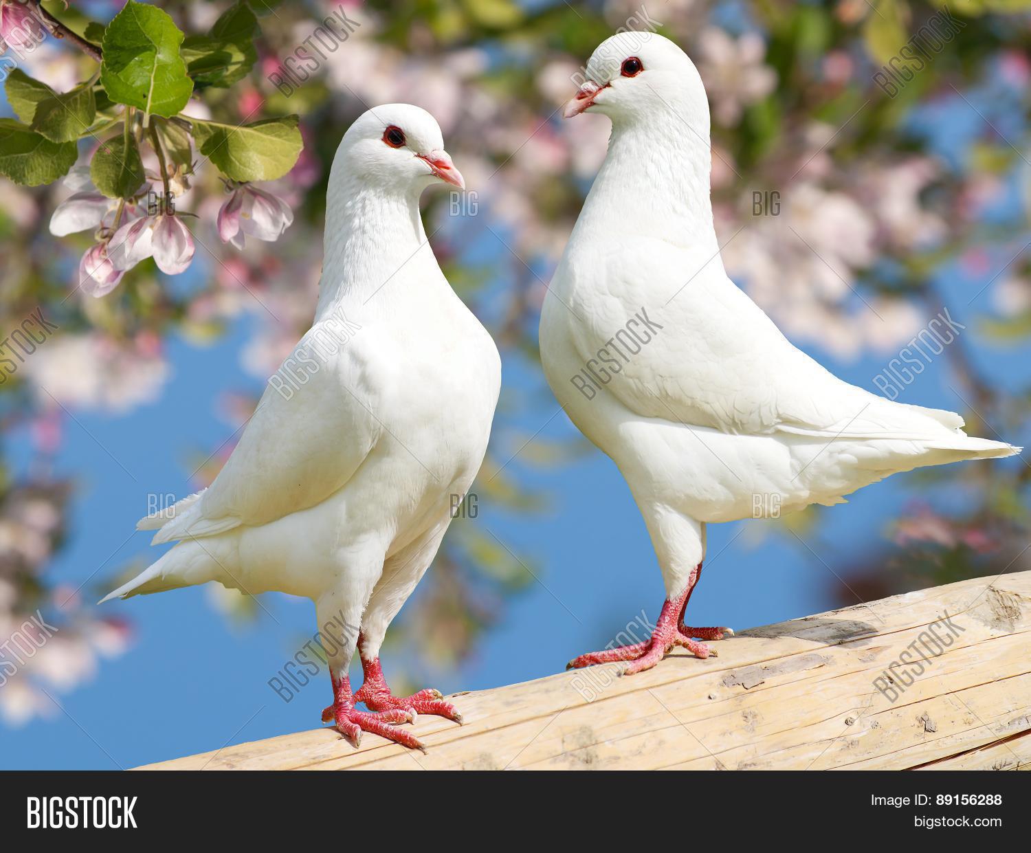 Two White Pigeon On Image & Photo (Free Trial) | Bigstock