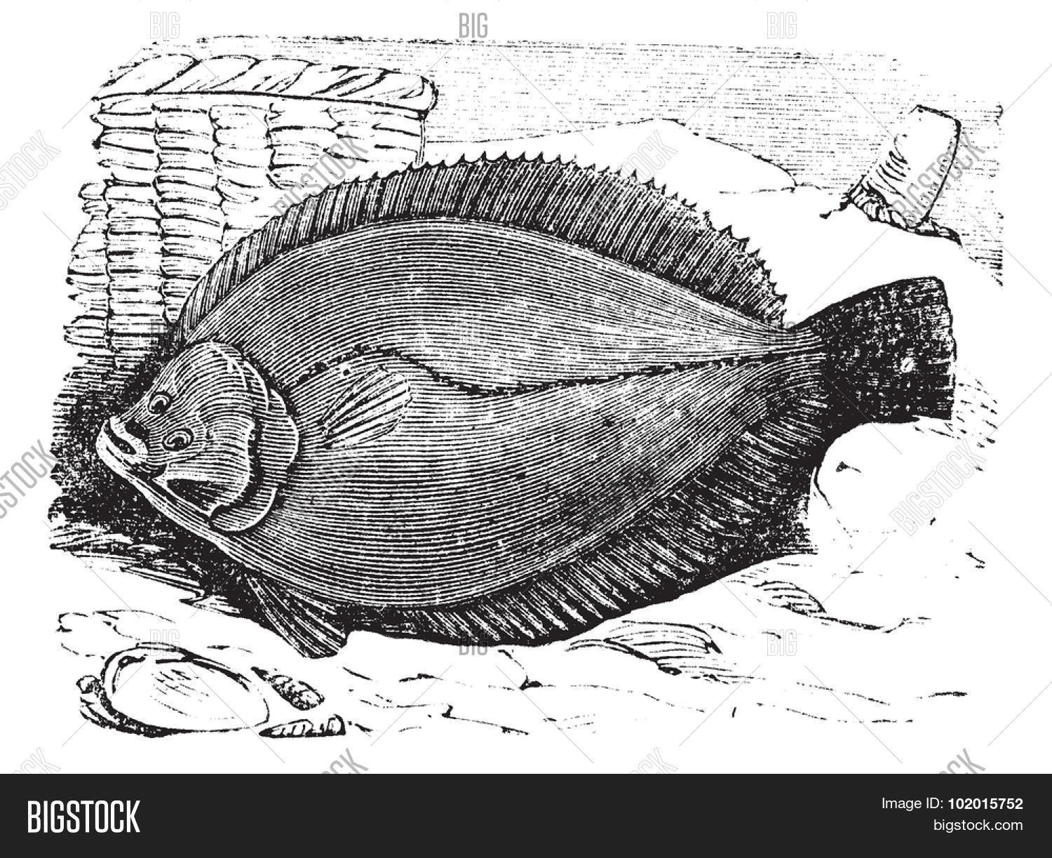 Plaice Flounder Frank Vector & Photo (Free Trial) | Bigstock