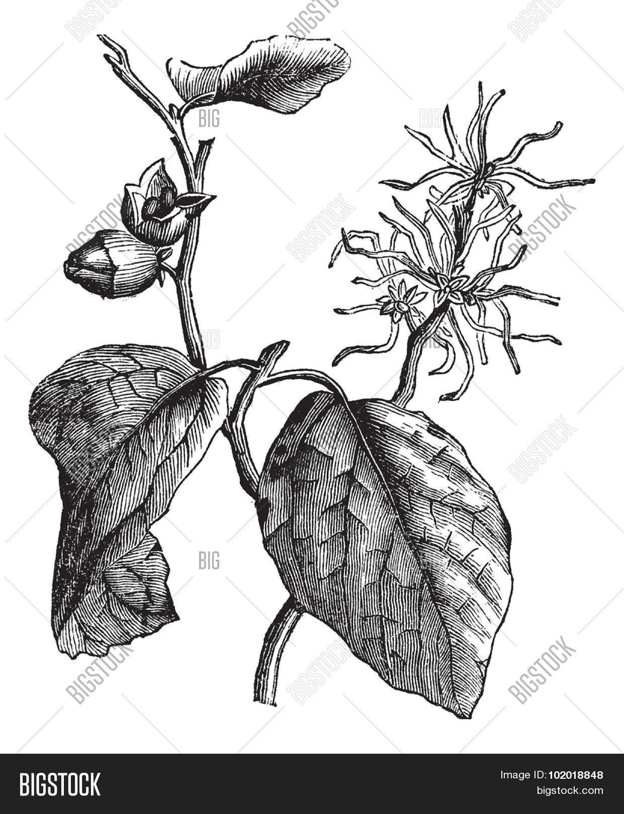 Witch Hazel ( Vector & Photo (Free Trial) | Bigstock
