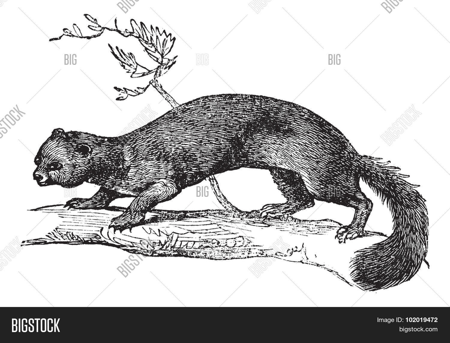 European Pine Marten Vector & Photo (Free Trial) | Bigstock