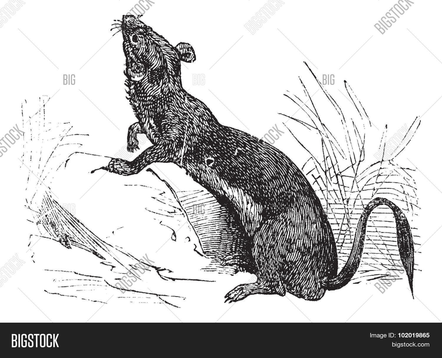 Stoat (Mustela Vector & Photo (Free Trial) | Bigstock
