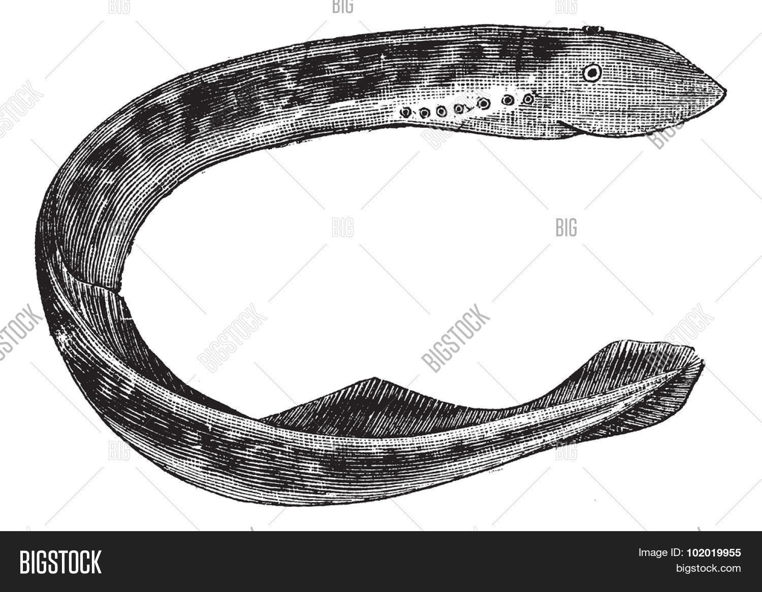 Lamprey America ( Vector & Photo (Free Trial) | Bigstock