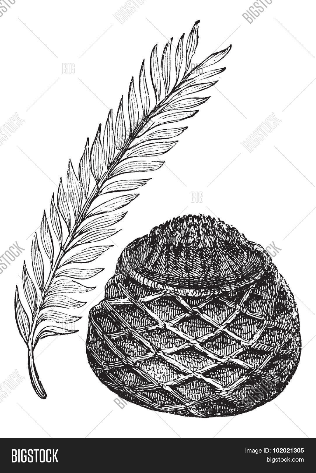 Sago Palm King Sago Vector & Photo (Free Trial) | Bigstock