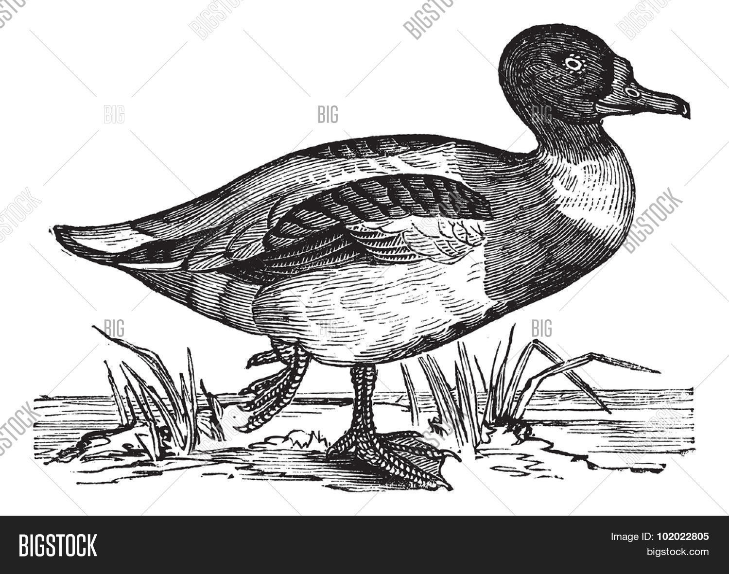 Common Shelduck ( Vector & Photo (Free Trial) | Bigstock