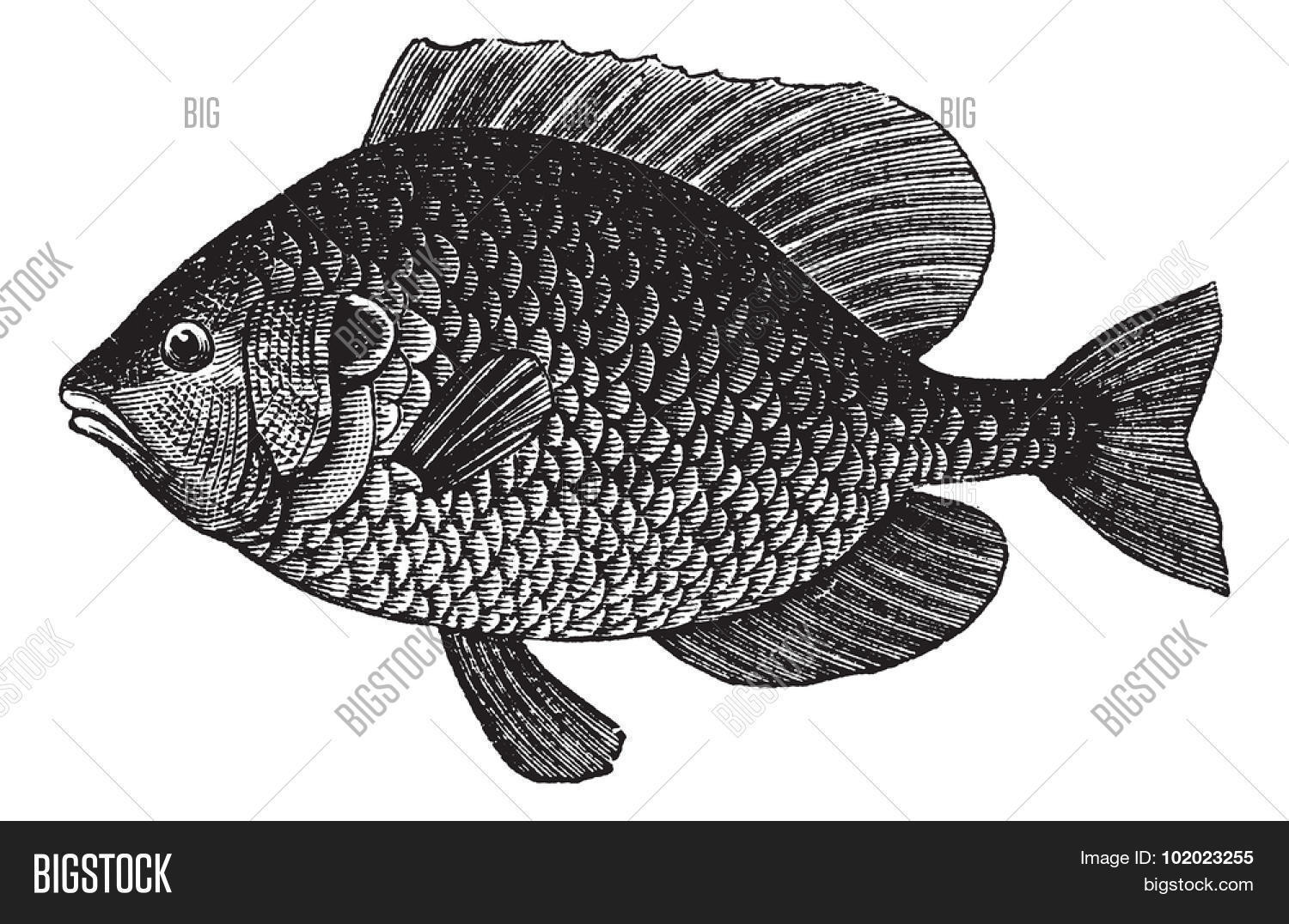 Pumpkinseed Sunfish Vector & Photo (Free Trial) | Bigstock