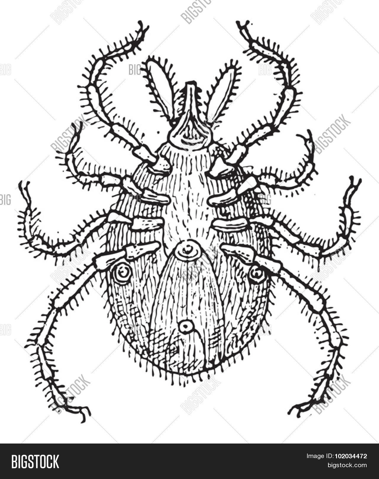Tick Parasite, Vector & Photo (Free Trial) | Bigstock