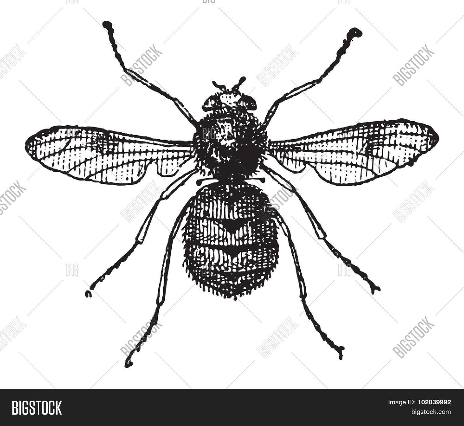 Botfly Oestridae, Vector & Photo (Free Trial) | Bigstock