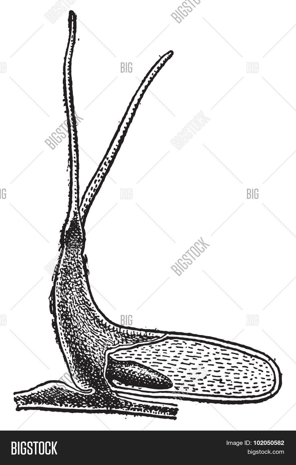 Eelgrass Zostera Vector & Photo (Free Trial) | Bigstock