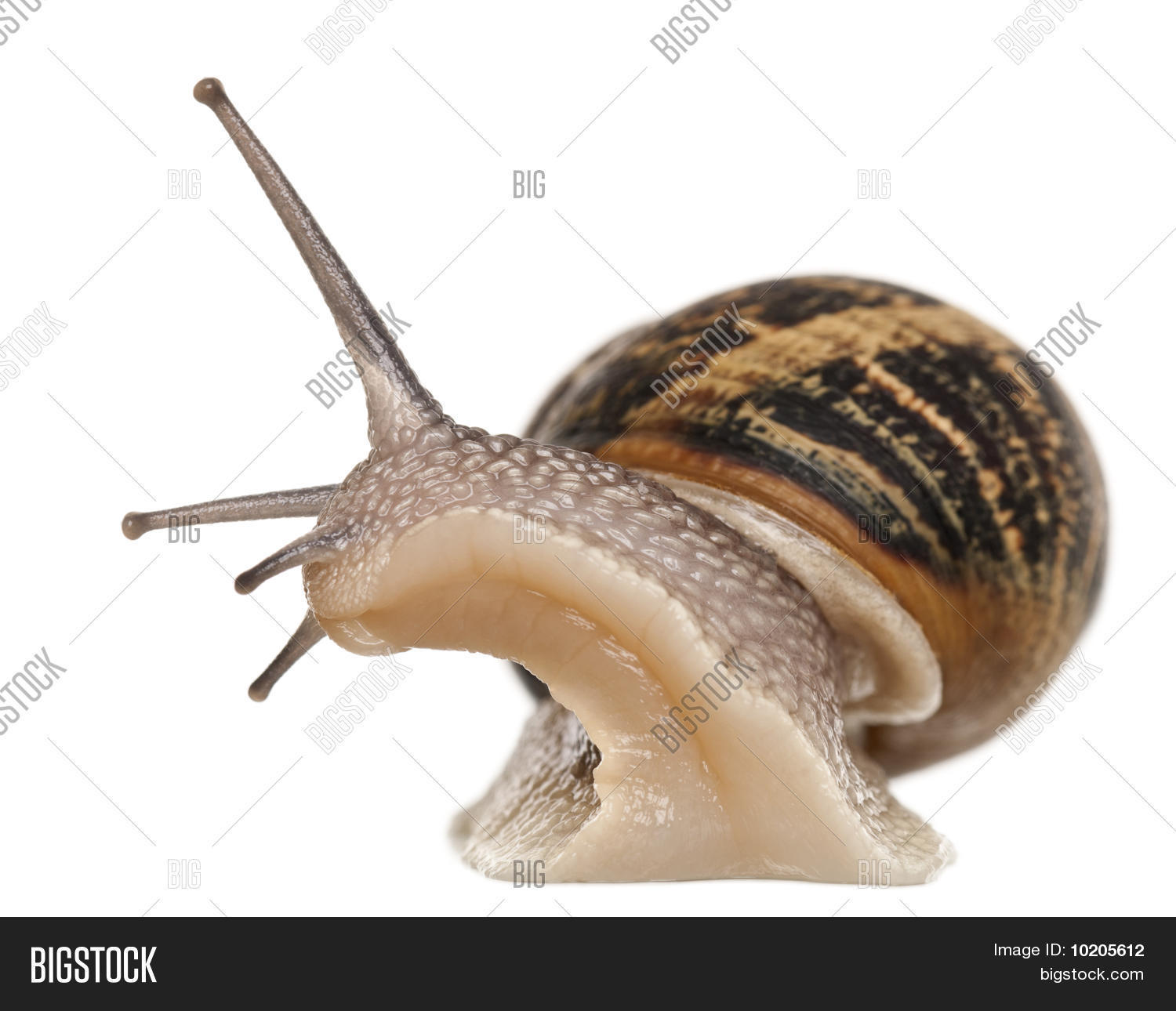 Garden Snail Front Image & Photo (Free Trial) | Bigstock