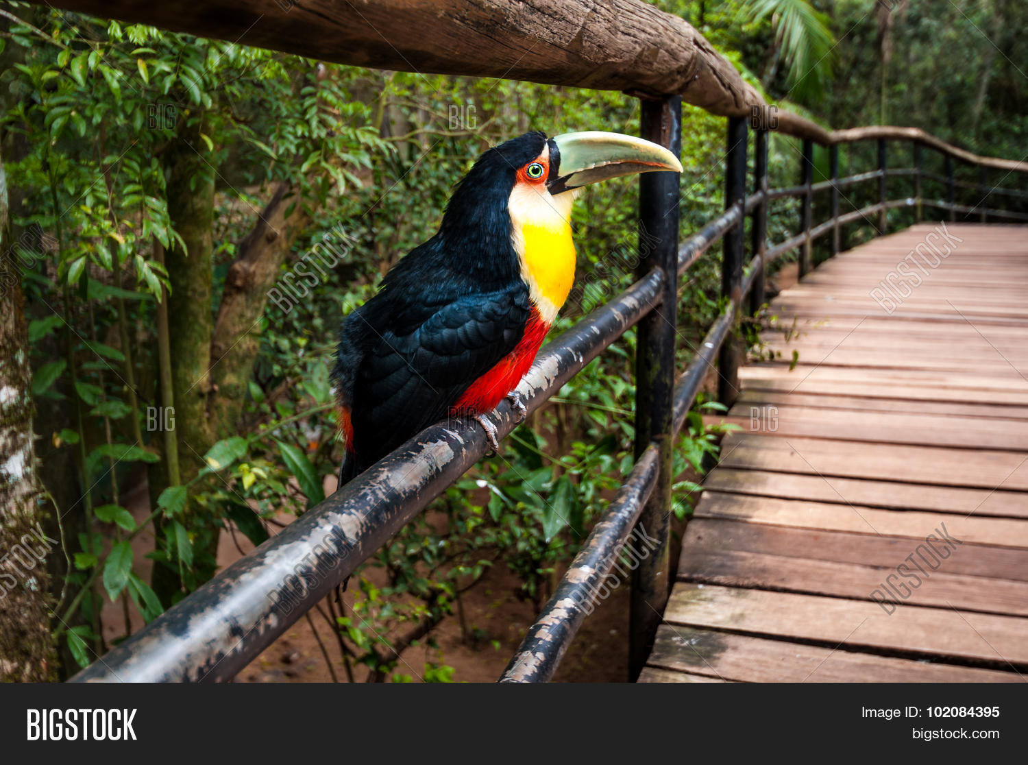 Toucan Bird, National Image & Photo (Free Trial) | Bigstock