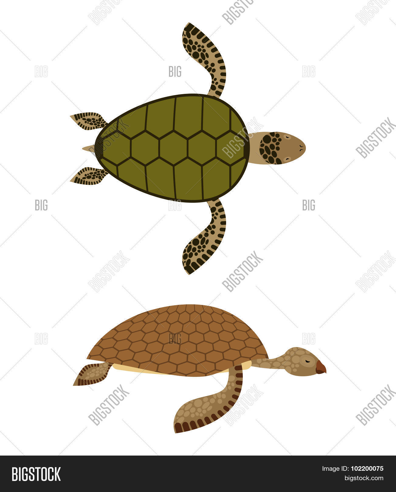 Set Water Turtle. Vector & Photo (Free Trial) | Bigstock