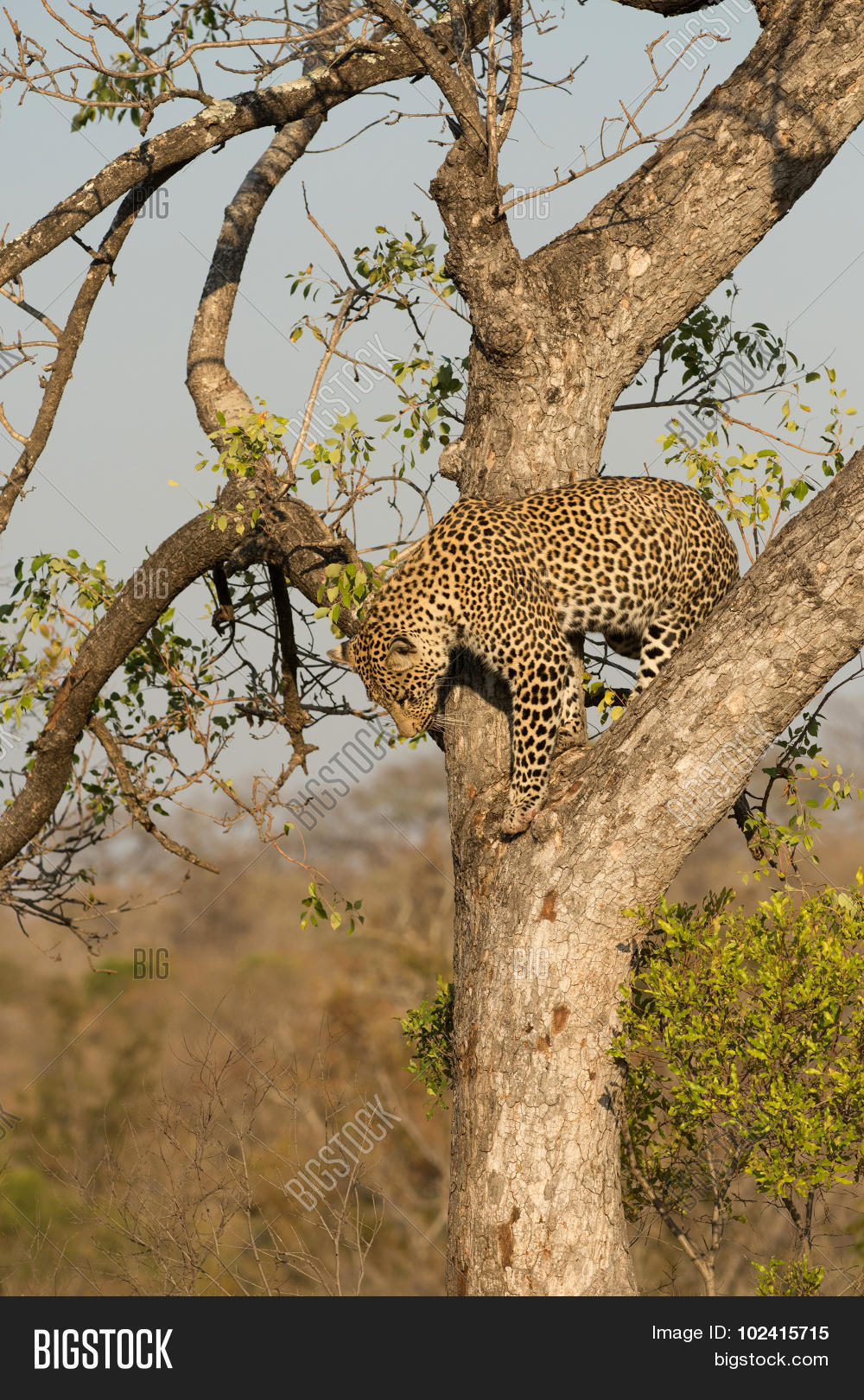 Leopard Climbing Down Image & Photo (Free Trial) | Bigstock