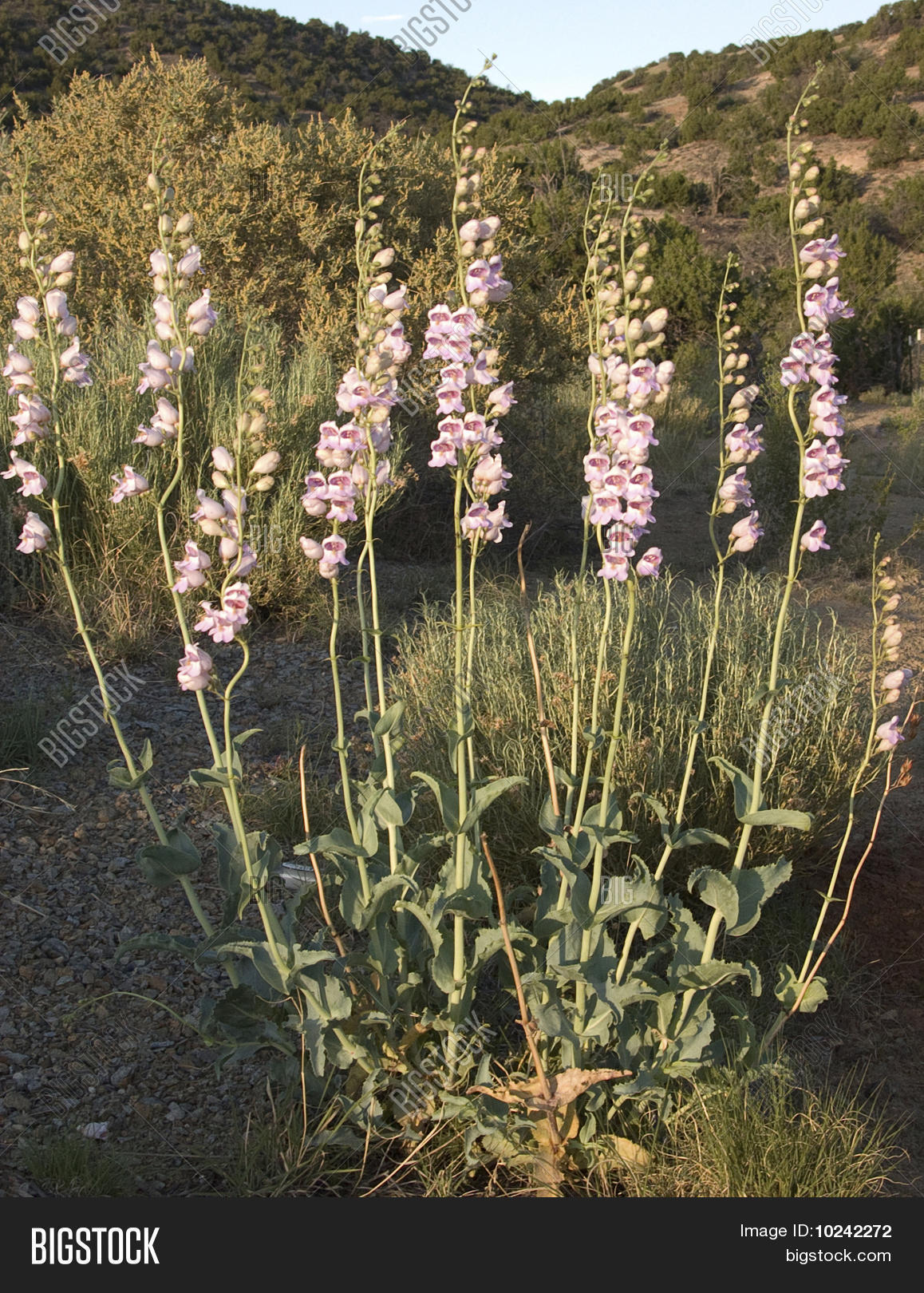 Palmer's Penstemon Image & Photo (Free Trial) | Bigstock