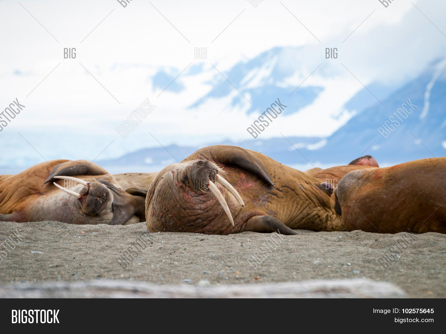 Walruses Lying On Image & Photo (Free Trial) | Bigstock