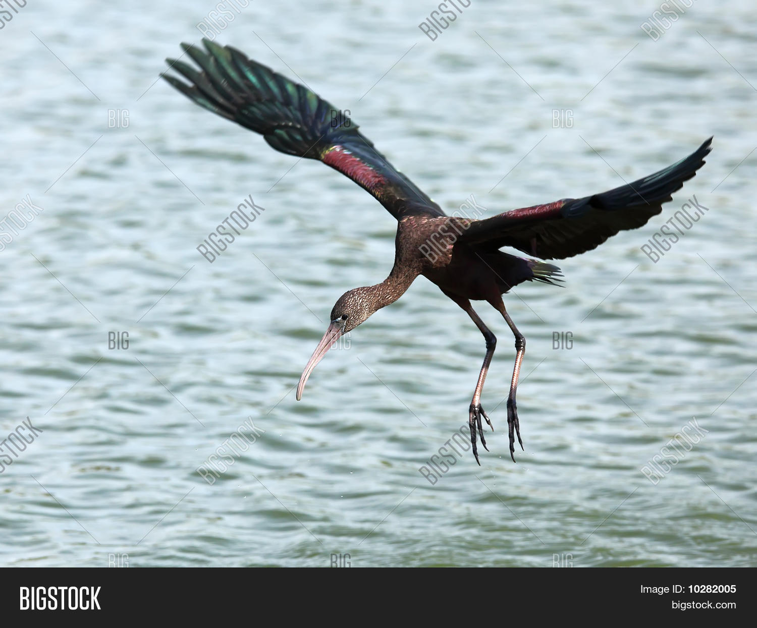 Glossy Ibis In Flight