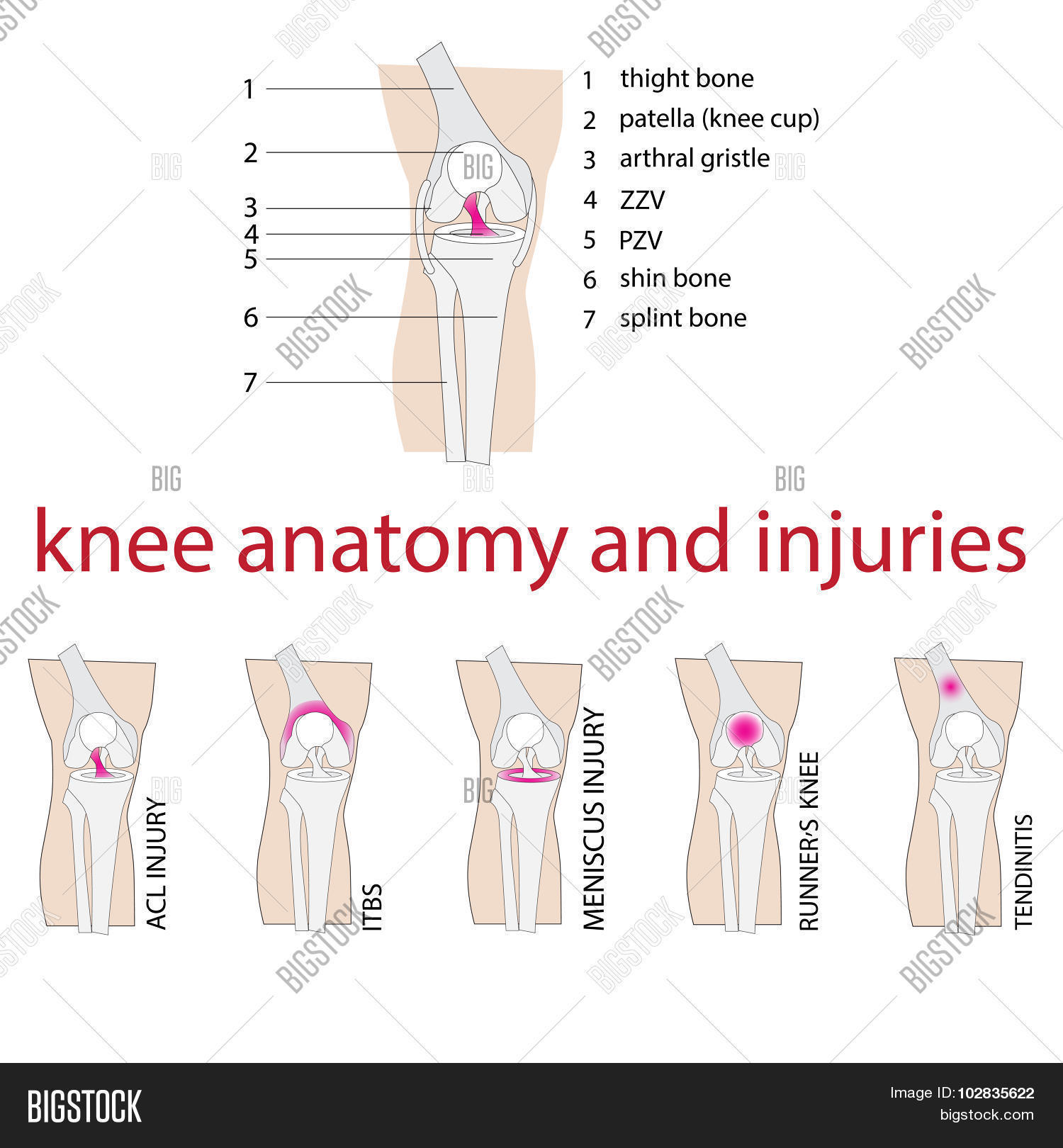 Knee Anatomy Vector & Photo (Free Trial) | Bigstock