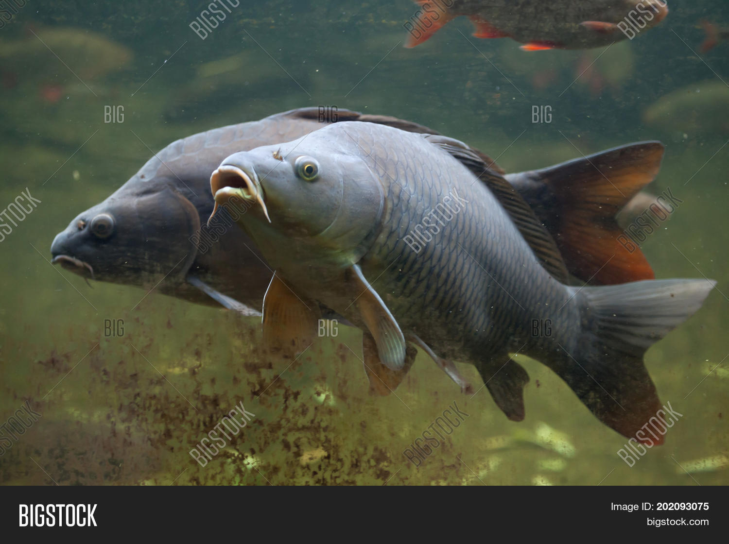 Wild Common Carp ( Image & Photo (Free Trial) | Bigstock