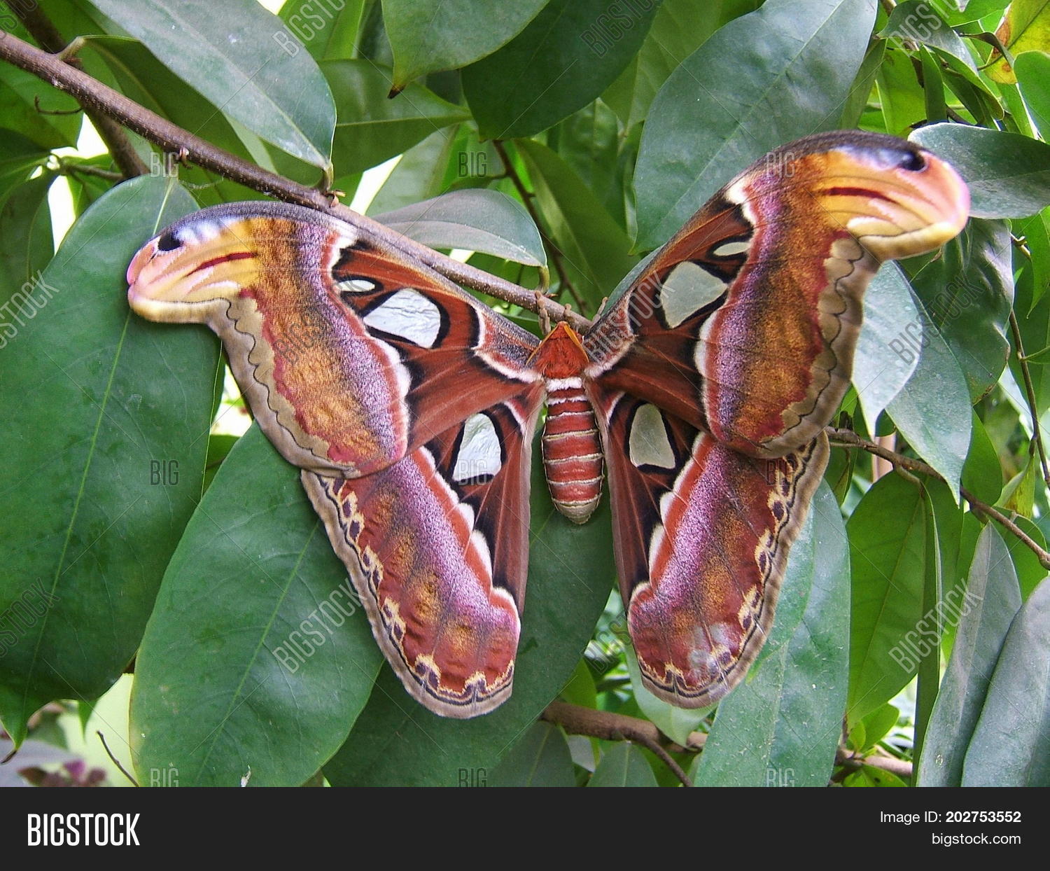Giant Atlas Moth Image & Photo (Free Trial) | Bigstock