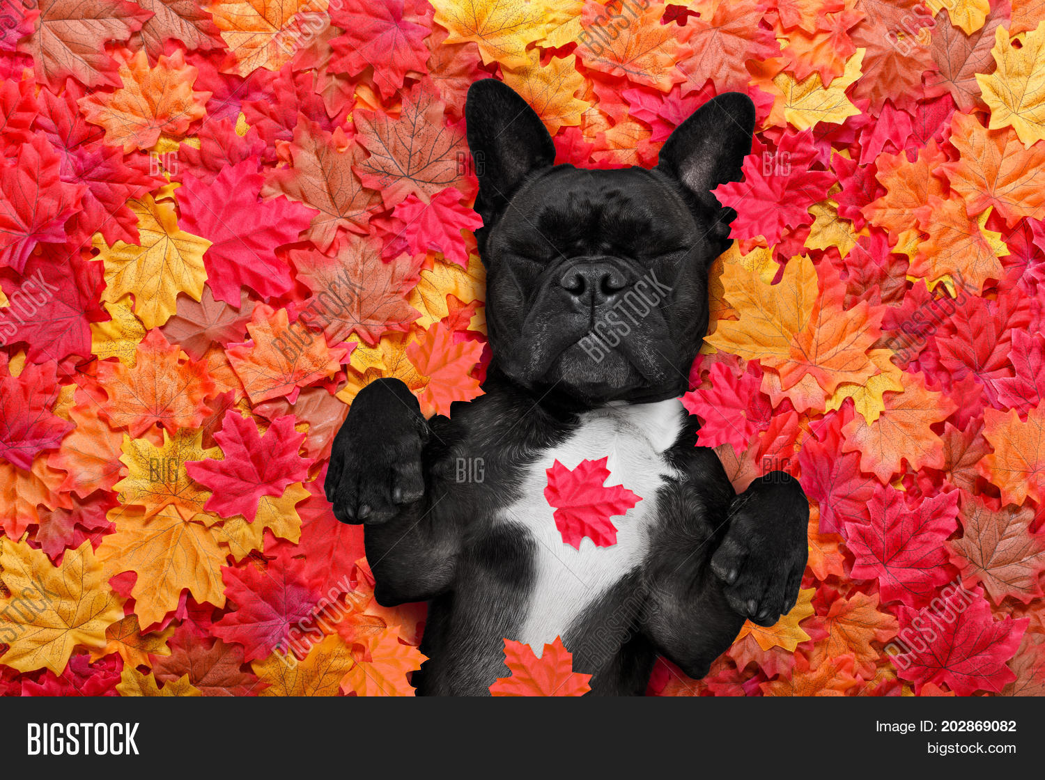 Autmn Fall Leaves Dog Image & Photo (Free Trial) | Bigstock