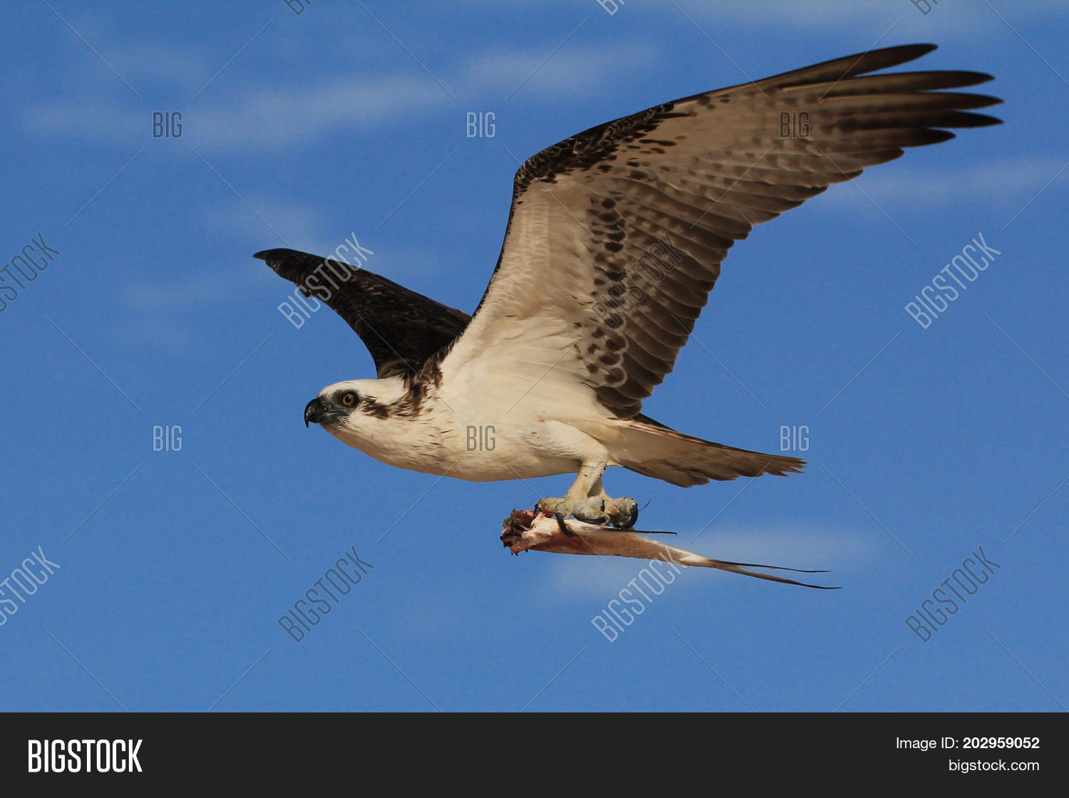Osprey Bird Carrying Image & Photo (Free Trial) | Bigstock