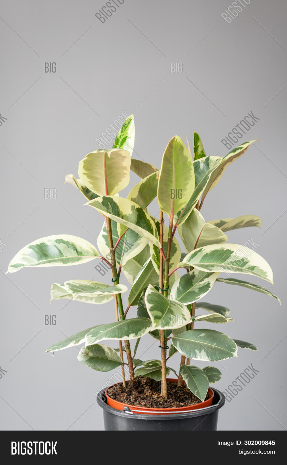 Closeup Leaf Ficus Image & Photo (Free Trial) | Bigstock