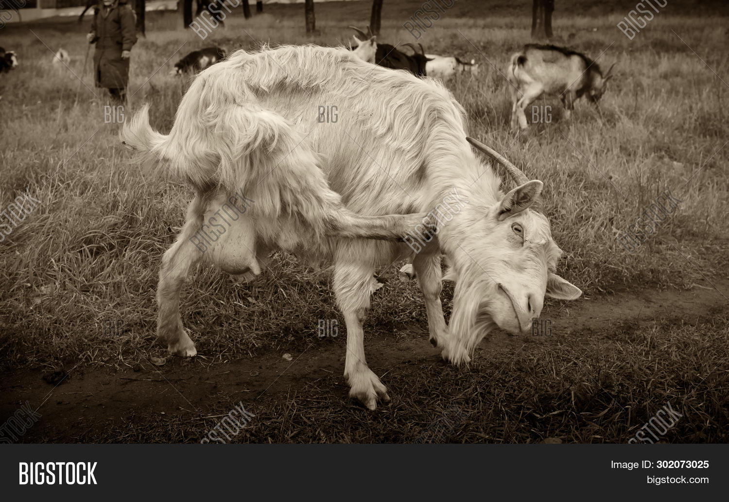 Milk Breed. Big White Image & Photo (Free Trial) | Bigstock
