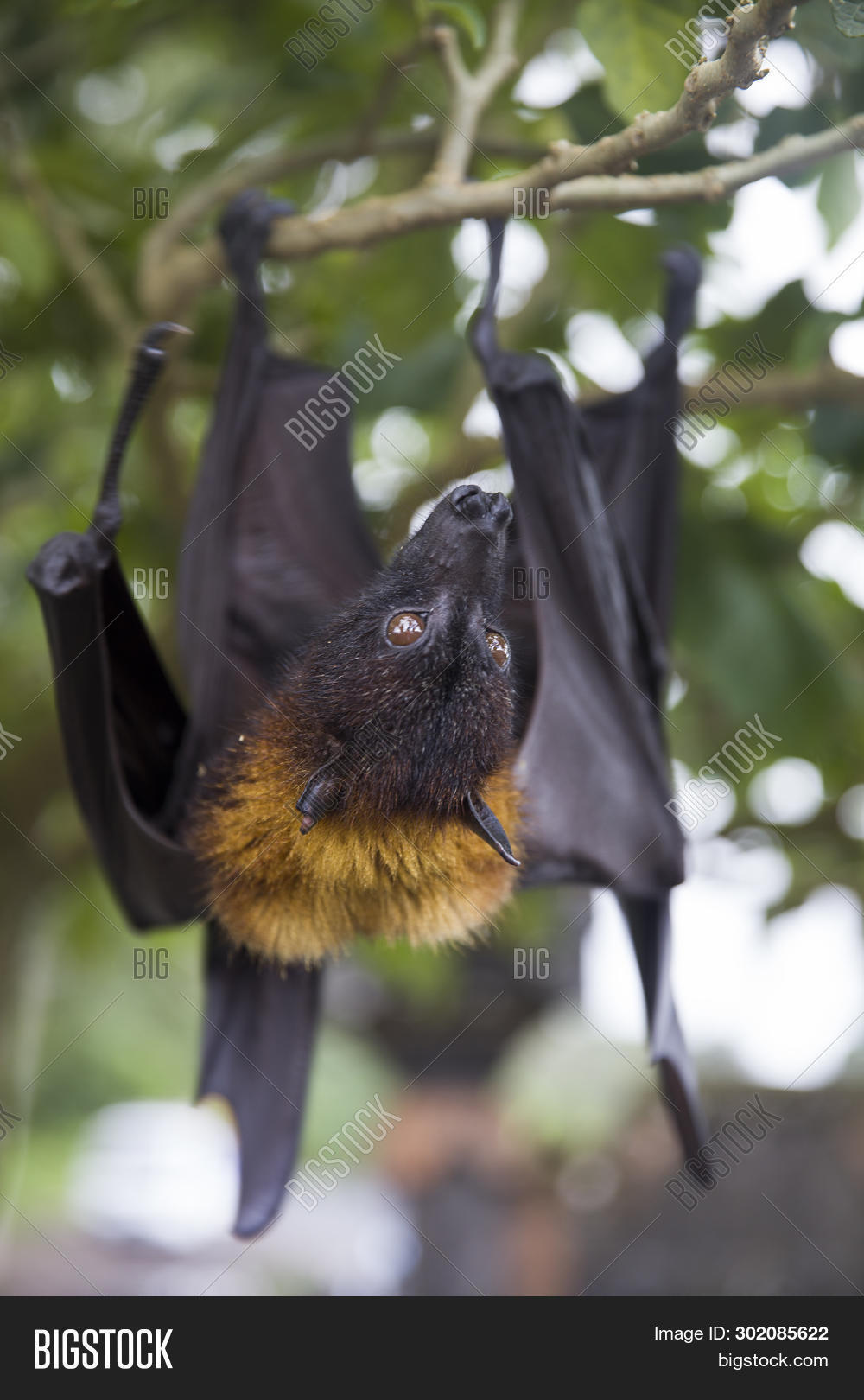Large Flying Fox Fruit Image & Photo (Free Trial) | Bigstock