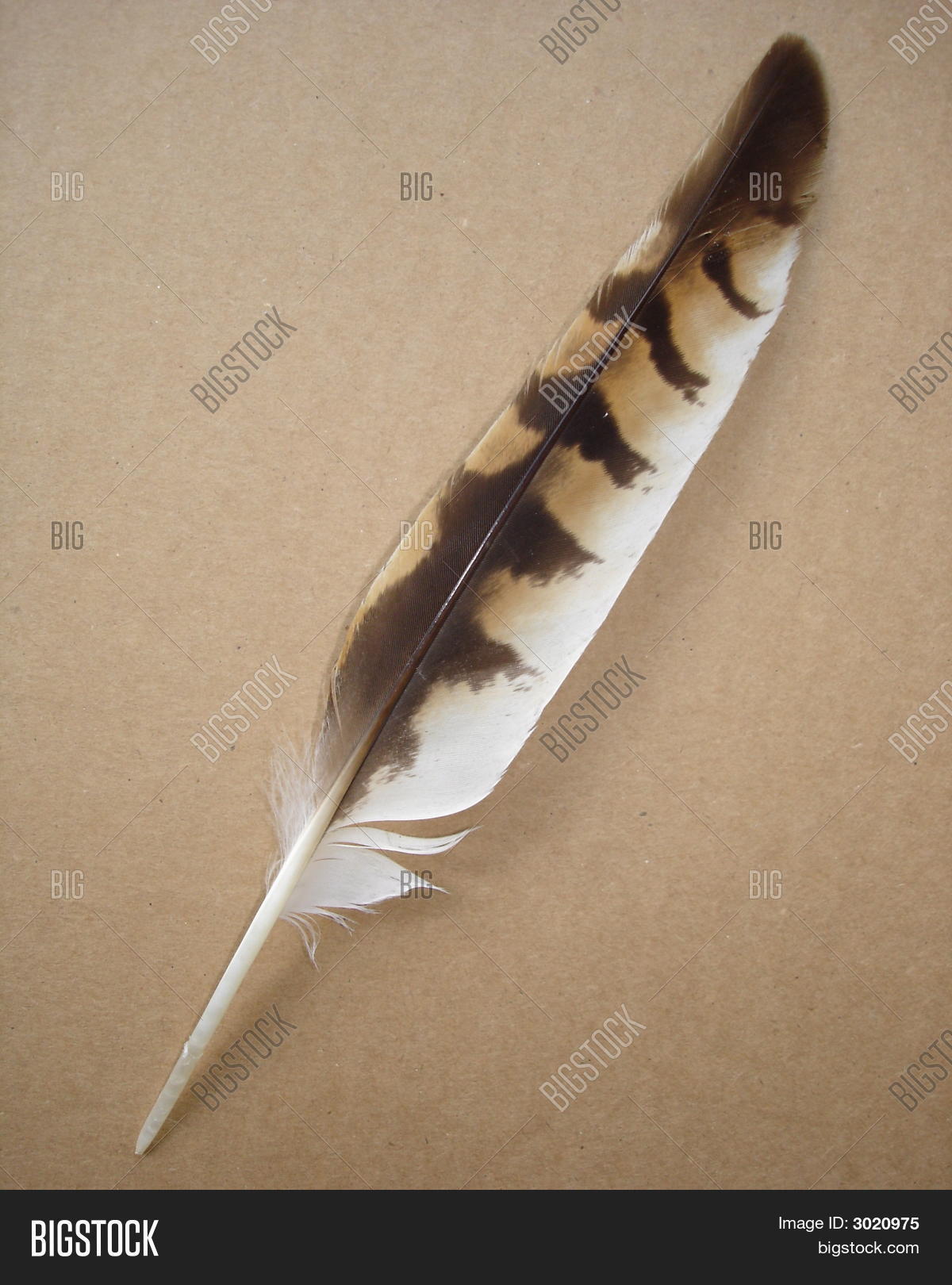 Hawk Feather Image & Photo (Free Trial) | Bigstock