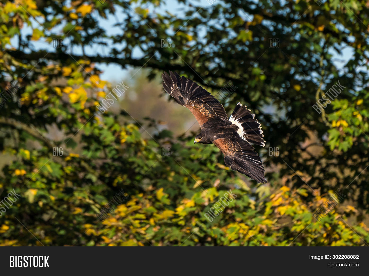 Harriss Hawk, Image & Photo (Free Trial) | Bigstock