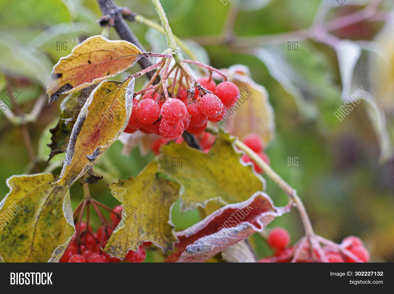 Frozen Viburnum Fall. Image & Photo (Free Trial) | Bigstock