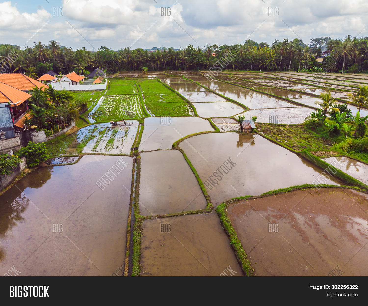Rice Fields Flooded Image & Photo (Free Trial) | Bigstock