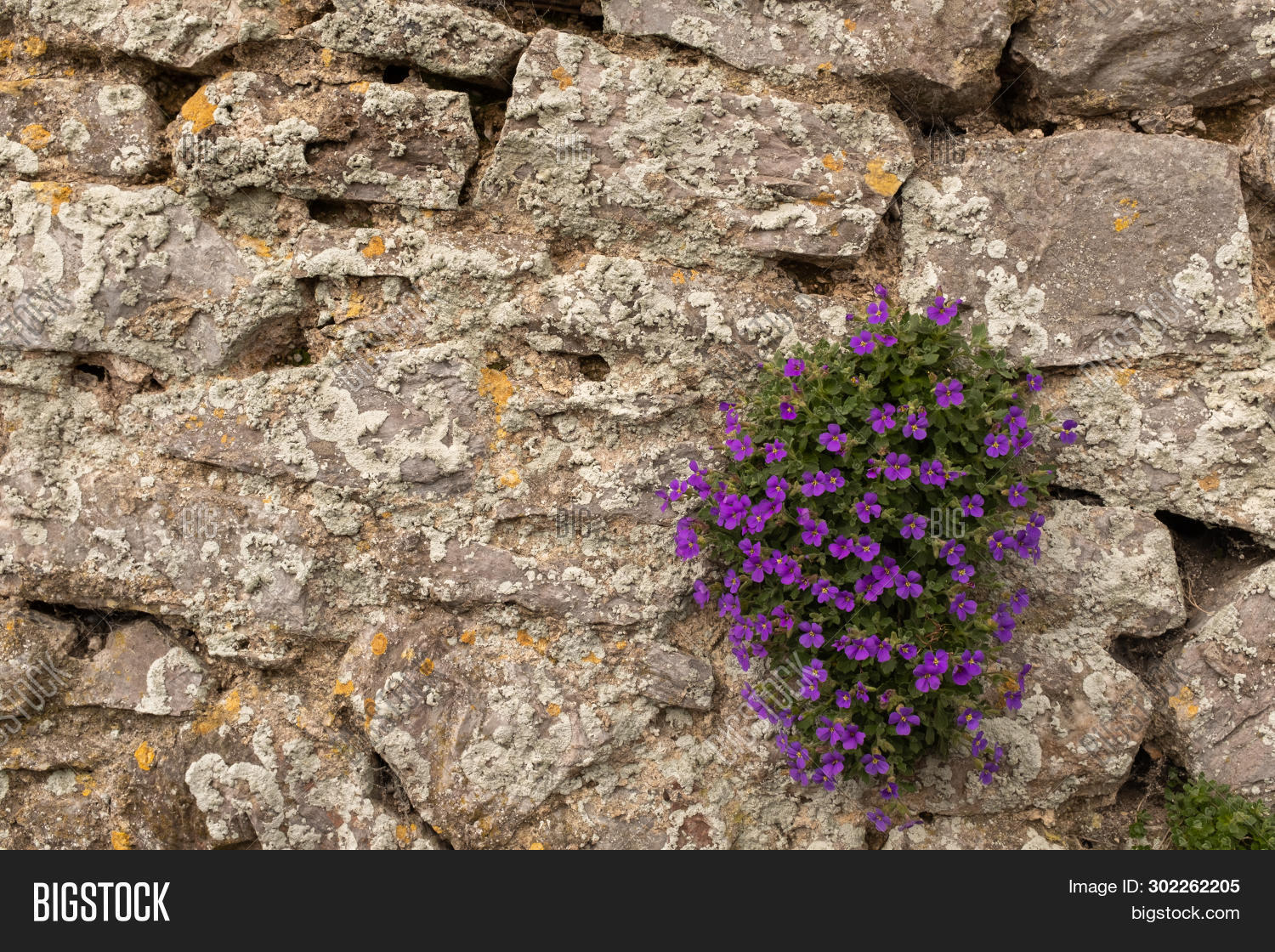 Small Clump Beautiful Image & Photo (Free Trial) | Bigstock