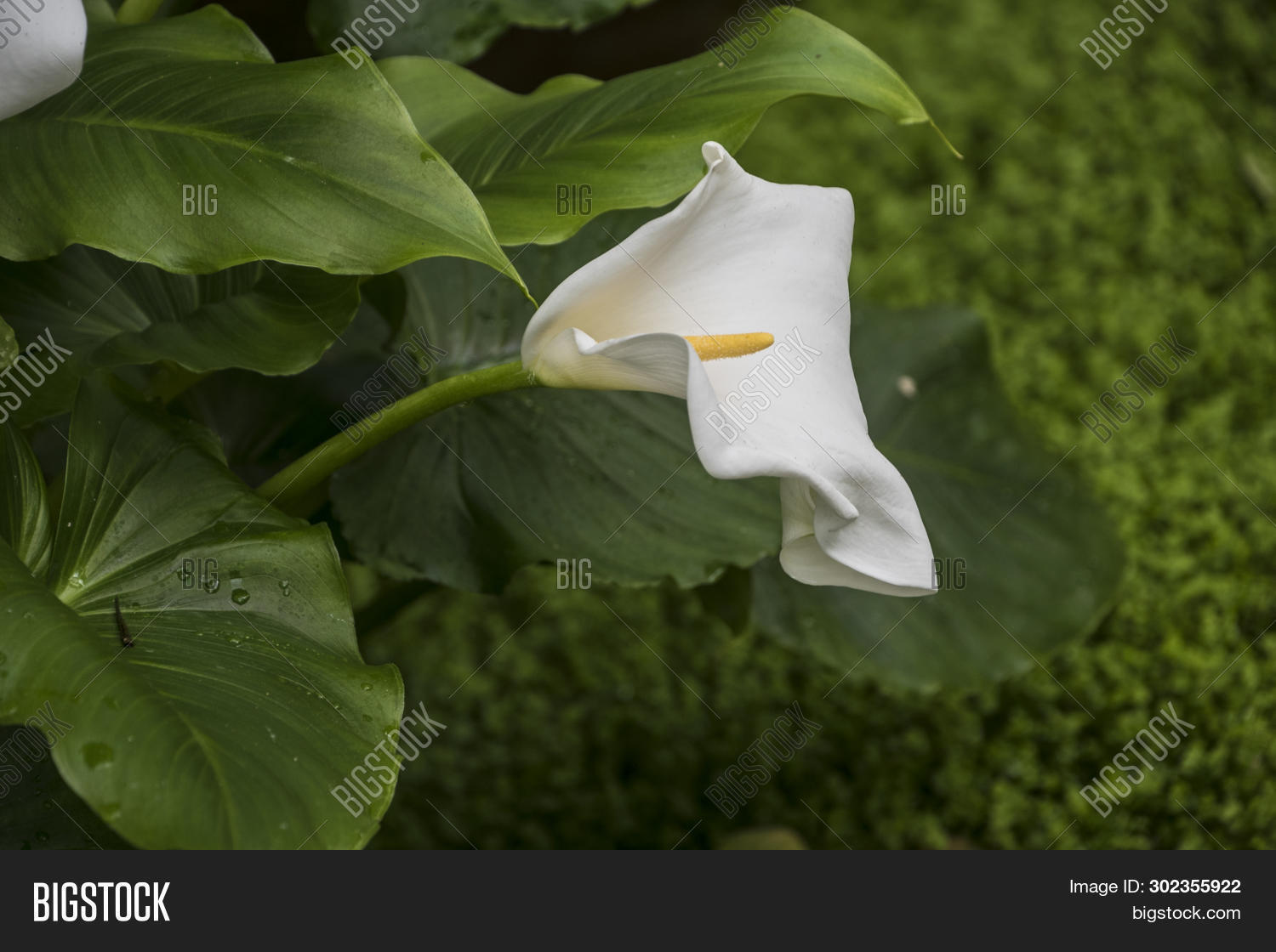 Calla Lily,beautiful Image & Photo (Free Trial) | Bigstock