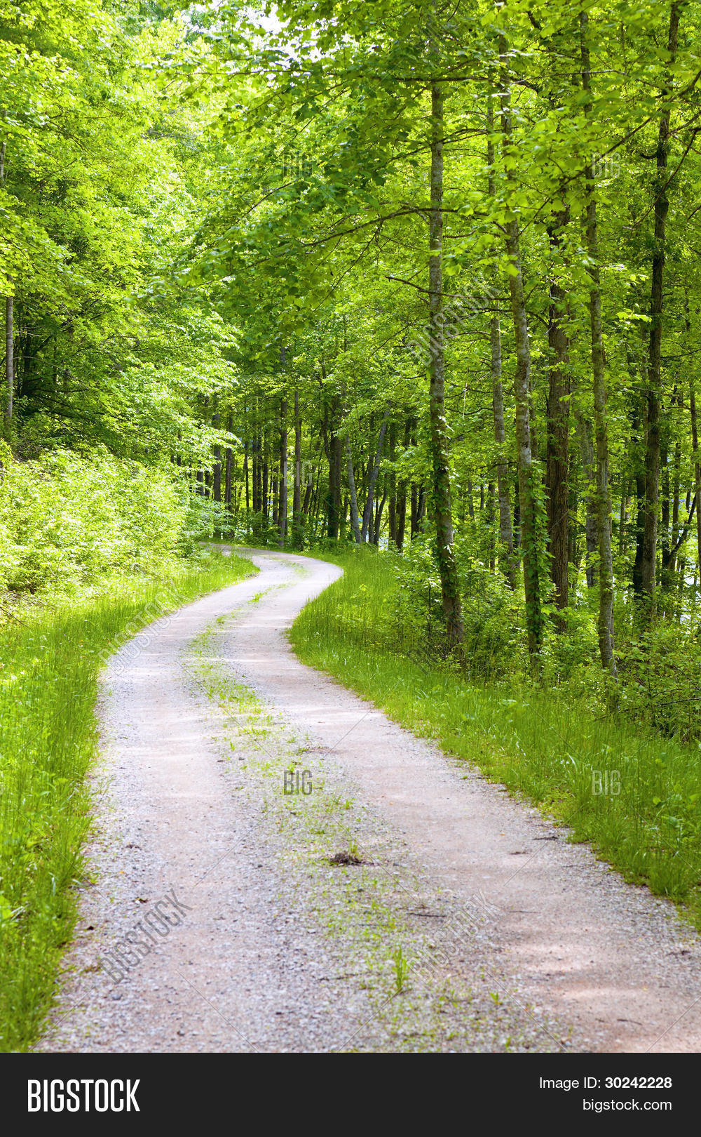 Road Forest Image & Photo (Free Trial) | Bigstock