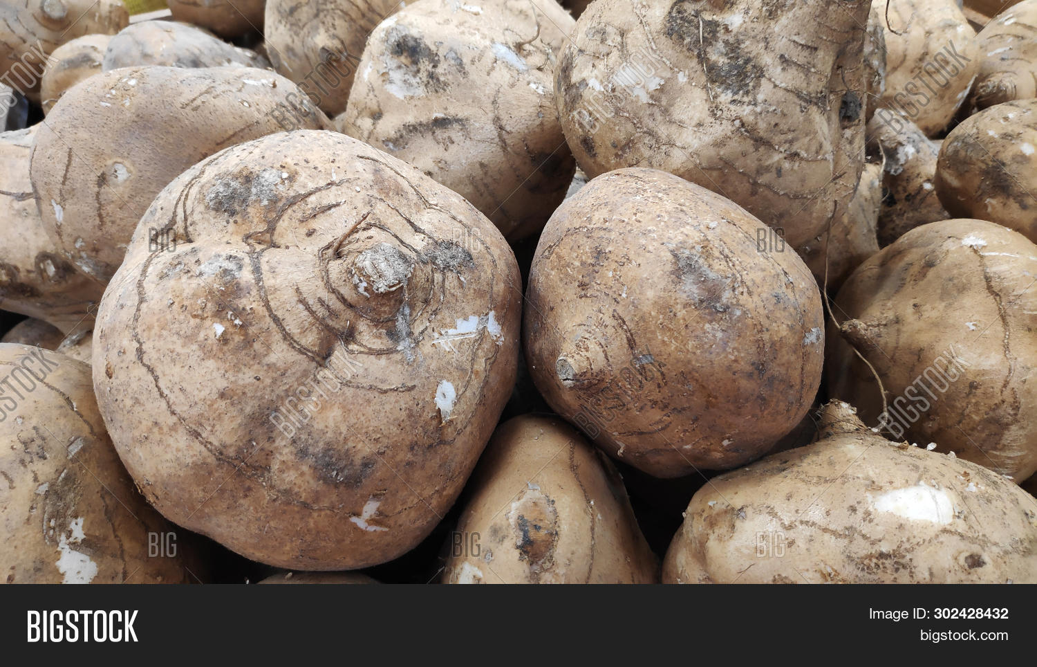 Yam Bean Jicama Image & Photo (Free Trial) | Bigstock