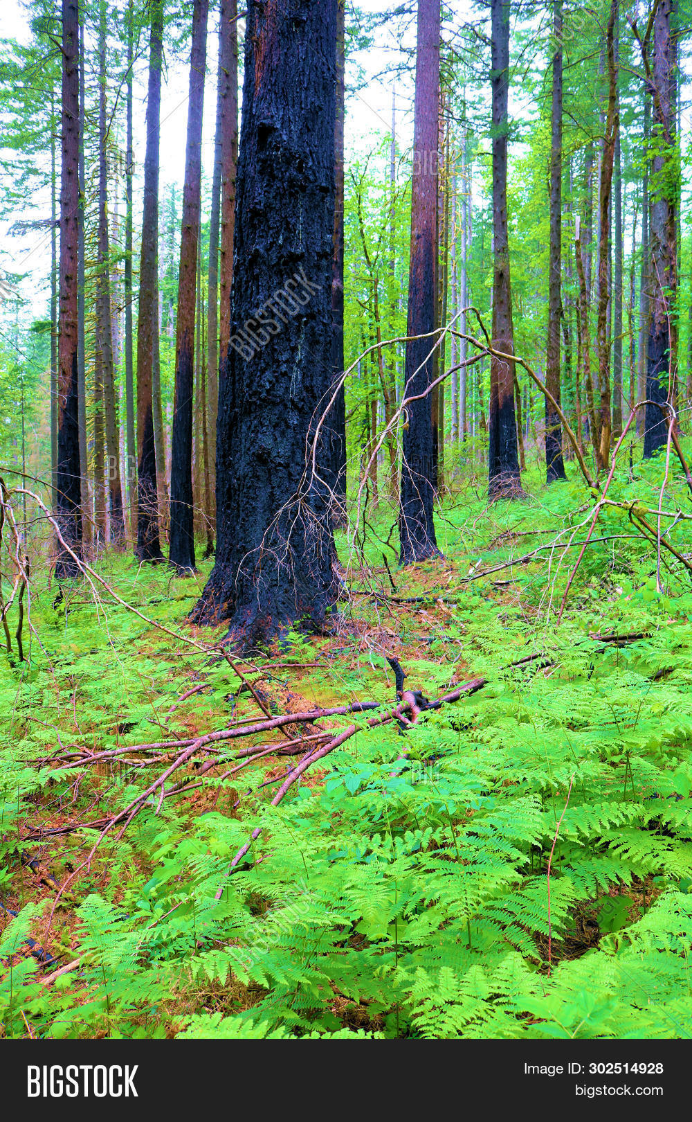 Burnt Pine Trees Image & Photo (Free Trial) | Bigstock