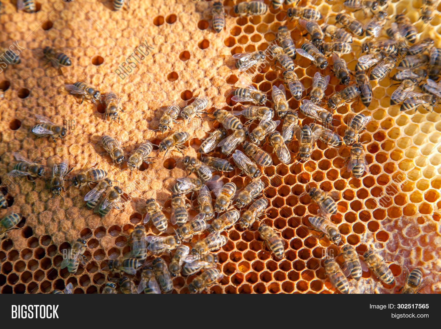 Working Bees Hive On Image & Photo (Free Trial) | Bigstock