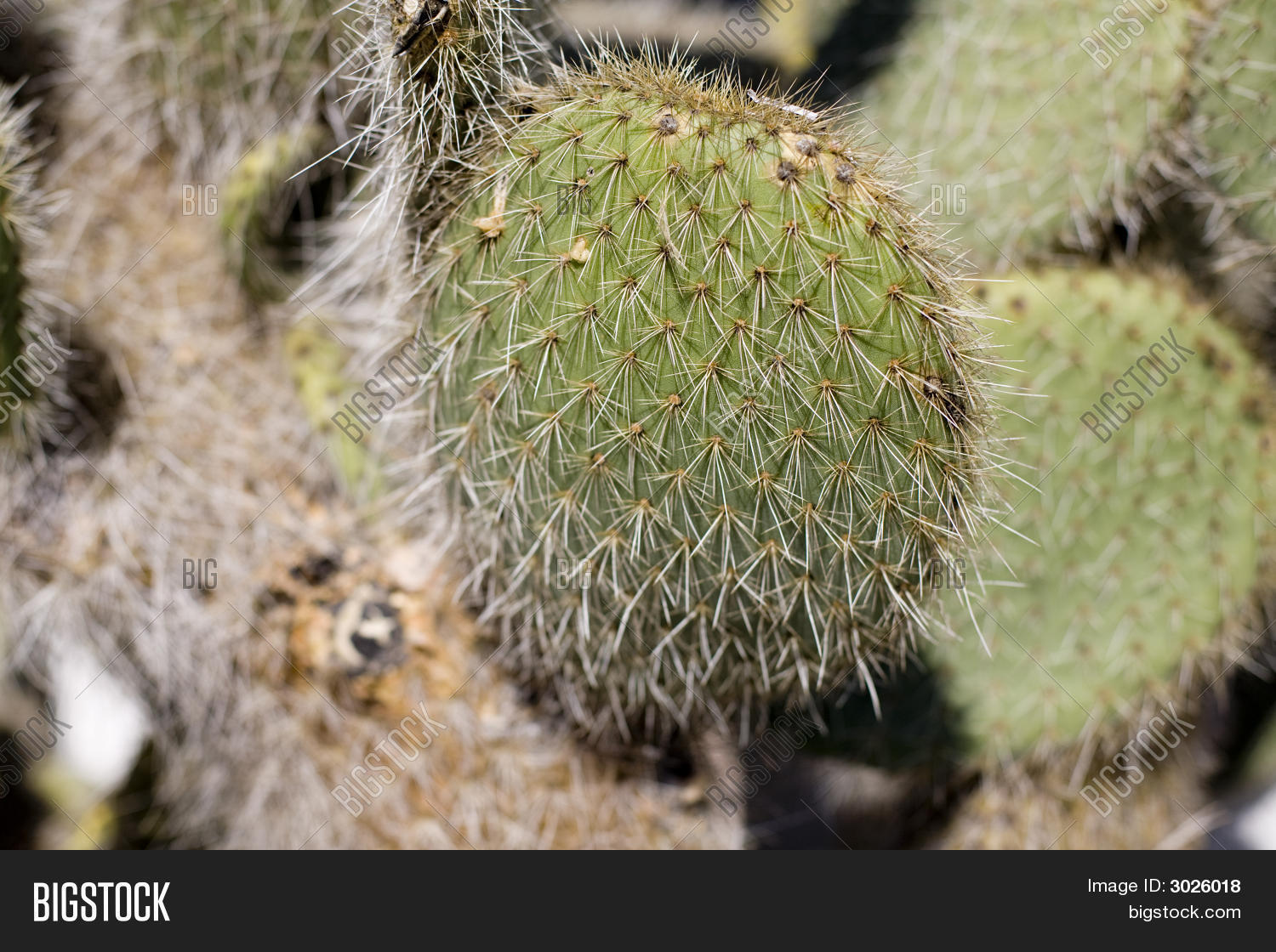 Paddle Cactus Image & Photo (Free Trial) | Bigstock
