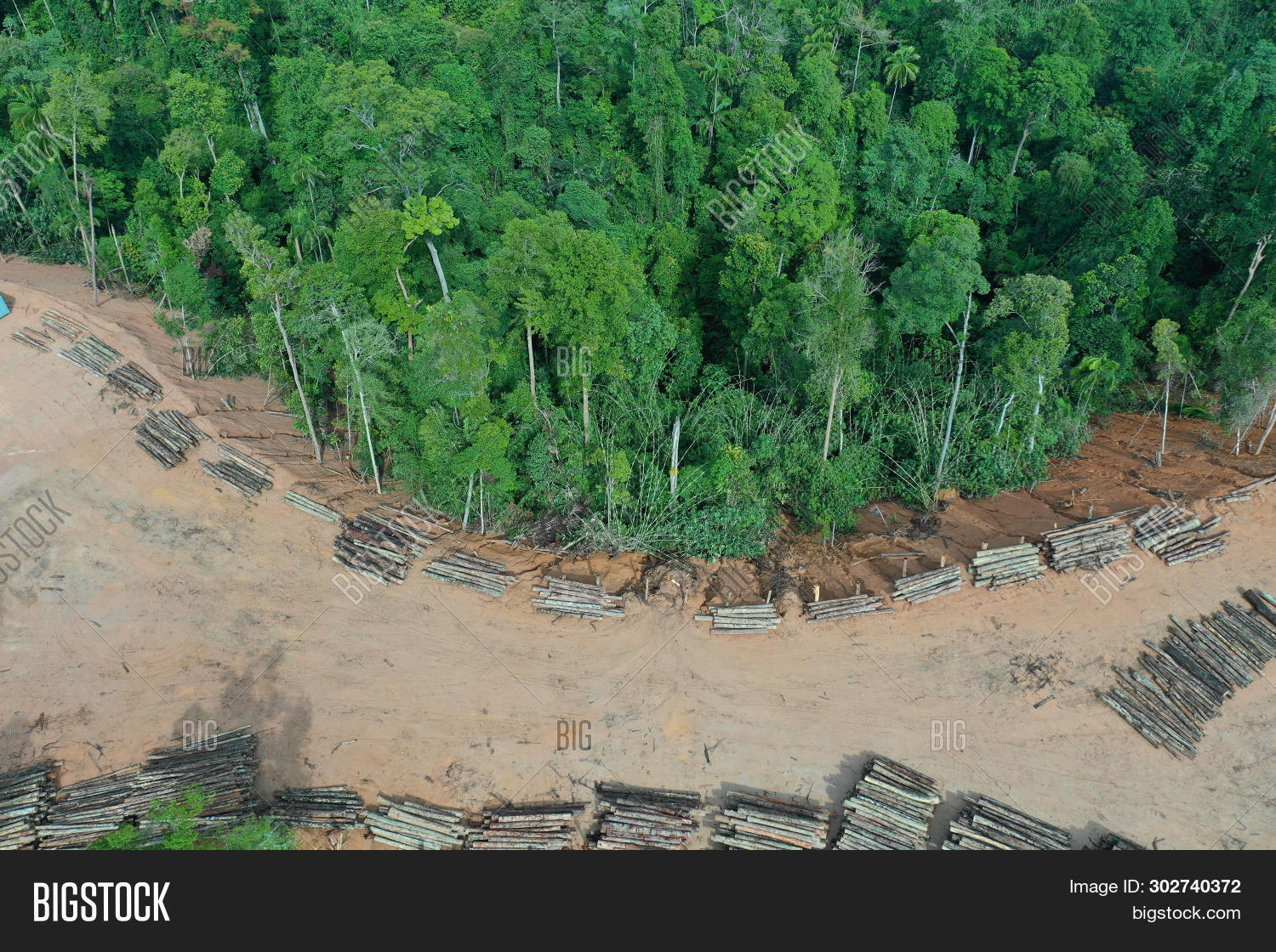 Deforestation. Logging Image & Photo (Free Trial) | Bigstock