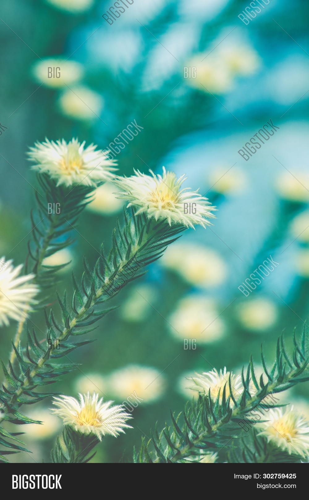 Phylica Pubescens, Image & Photo (Free Trial) | Bigstock