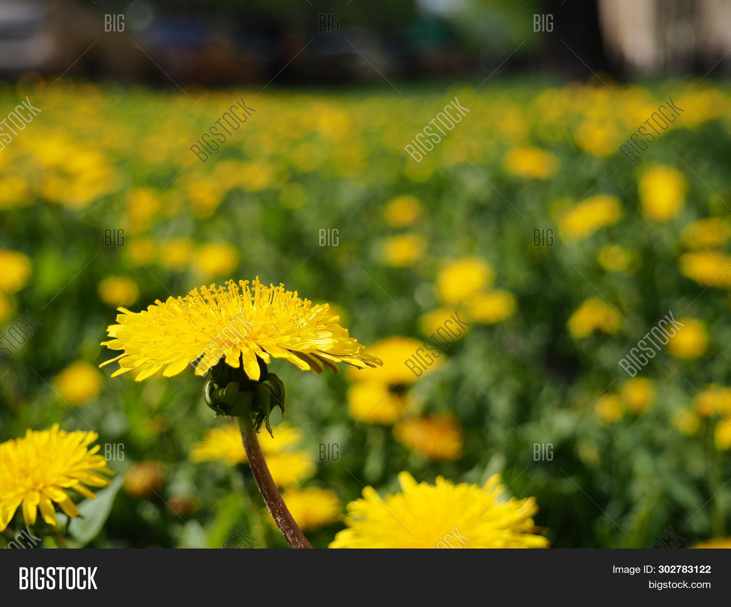 Yellow Dandelions. Image & Photo (Free Trial) | Bigstock