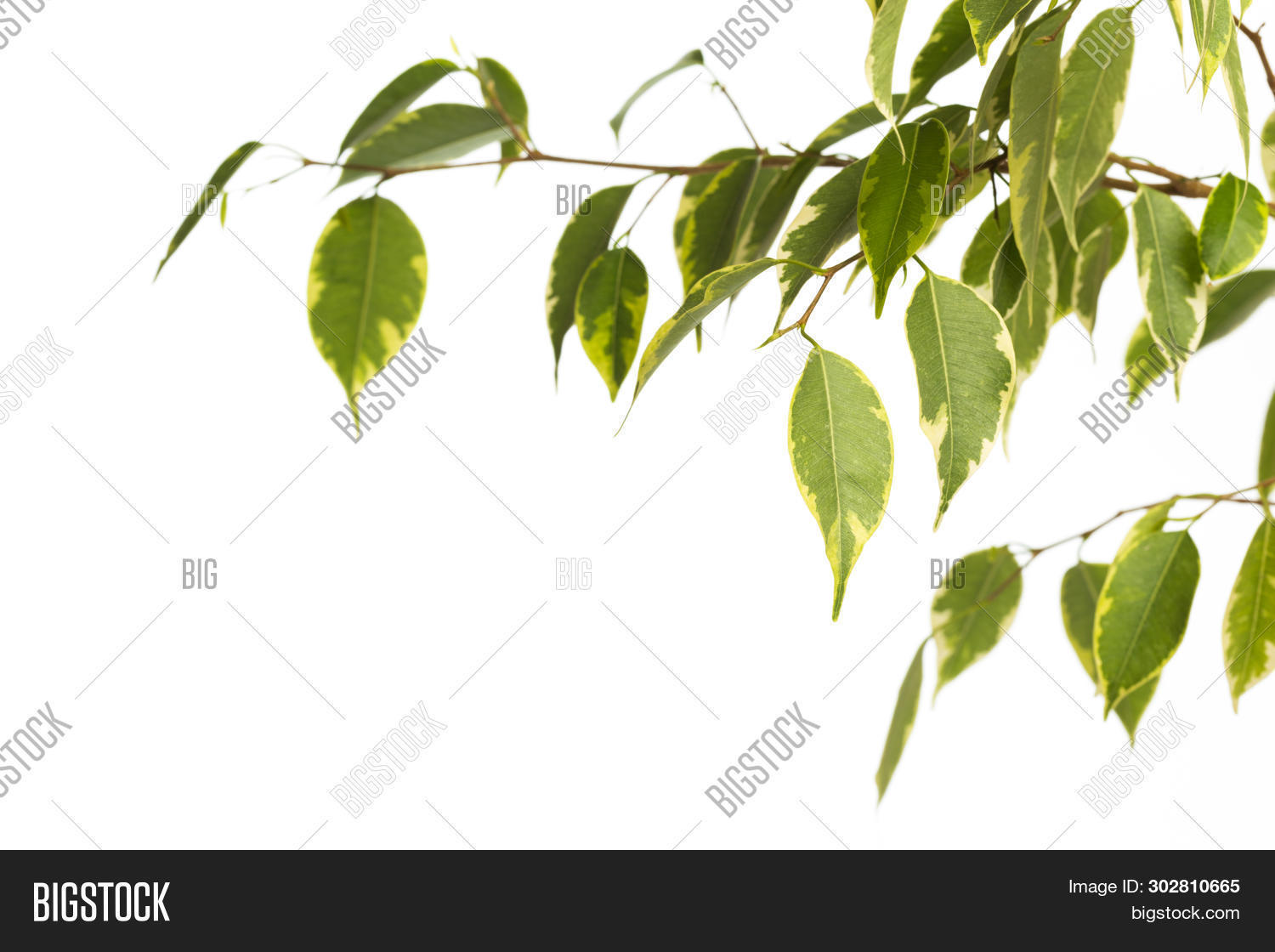 Ficus Tree Isolated On Image & Photo (Free Trial) | Bigstock
