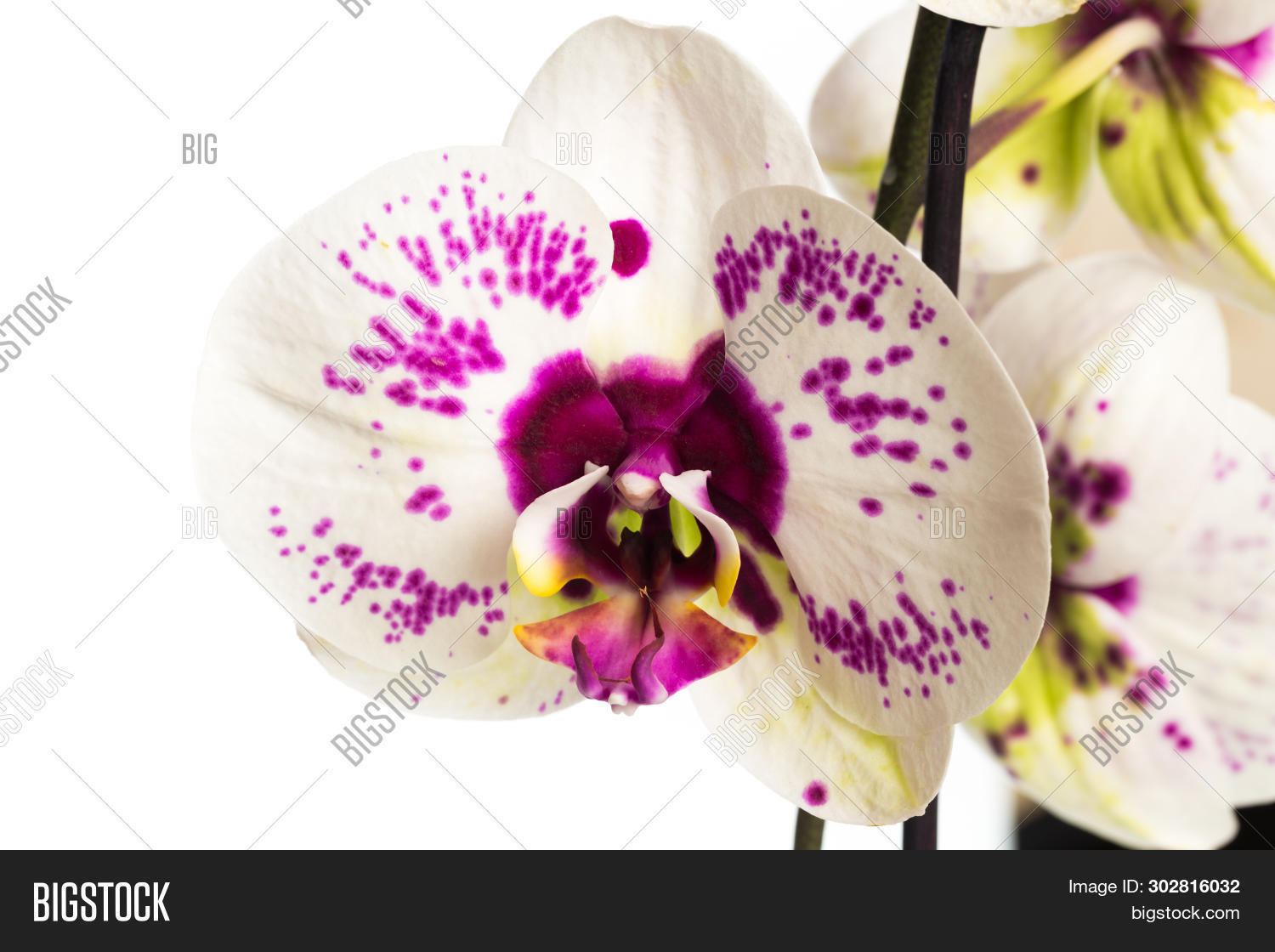 Orchid Close View Image & Photo (Free Trial) | Bigstock