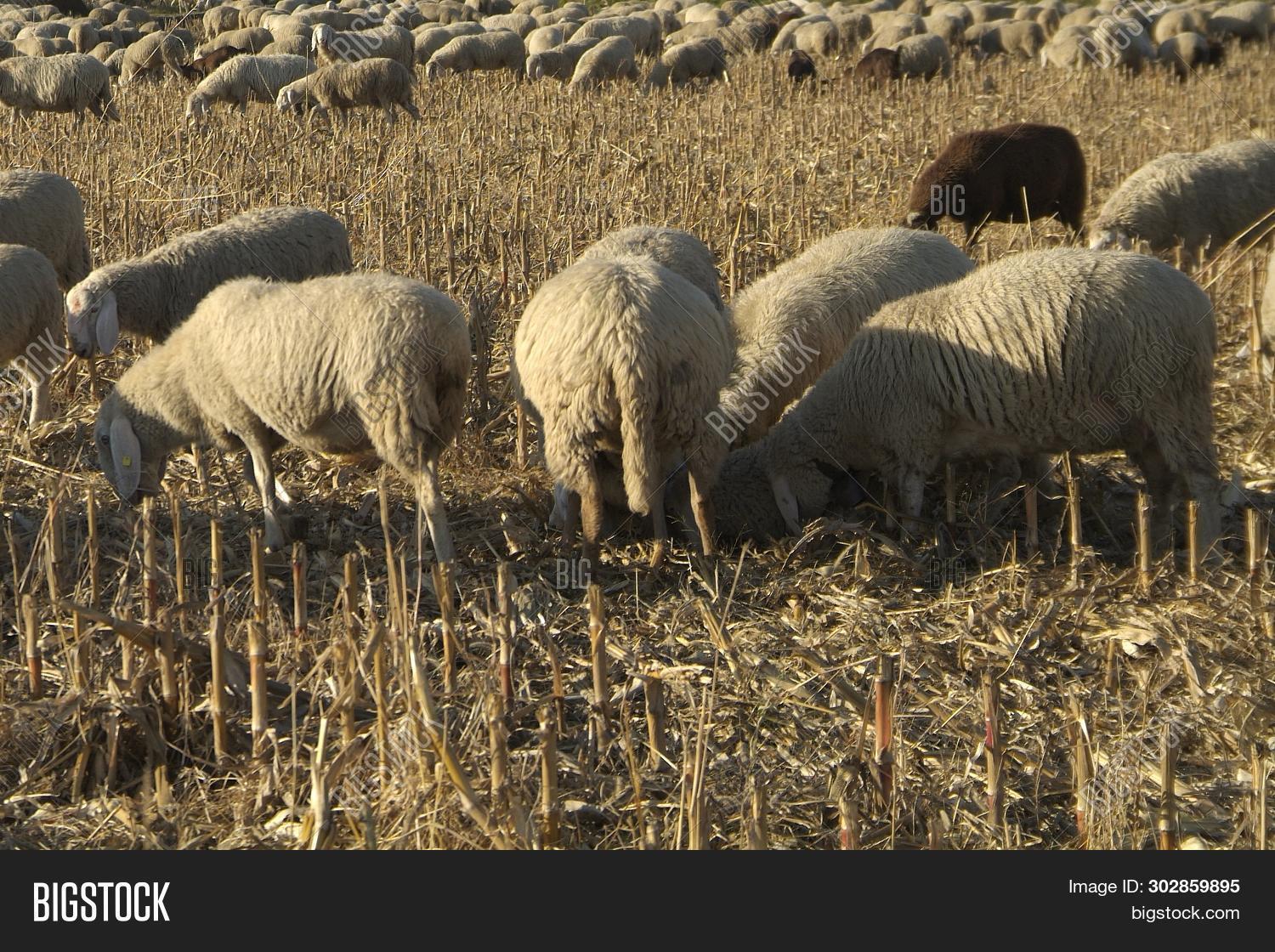 Sheep Road Italy Image & Photo (Free Trial) | Bigstock