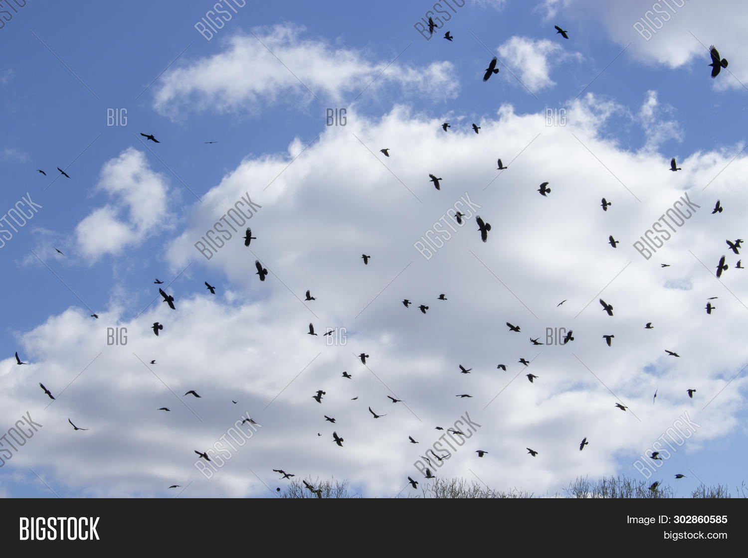 Huge Flock Wild Birds Image & Photo (Free Trial) | Bigstock