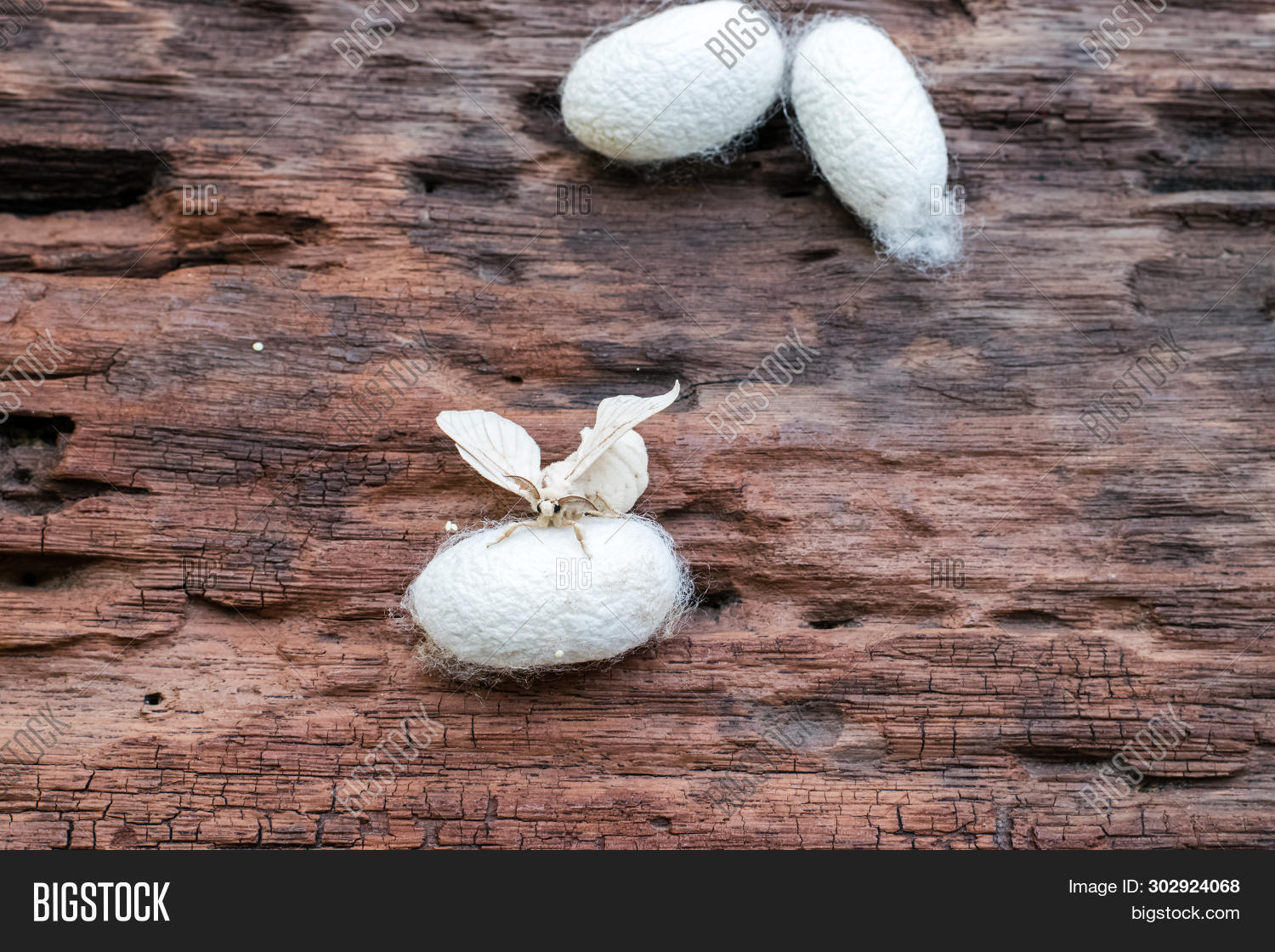 Silkworm Moth Silk Image & Photo (Free Trial) | Bigstock